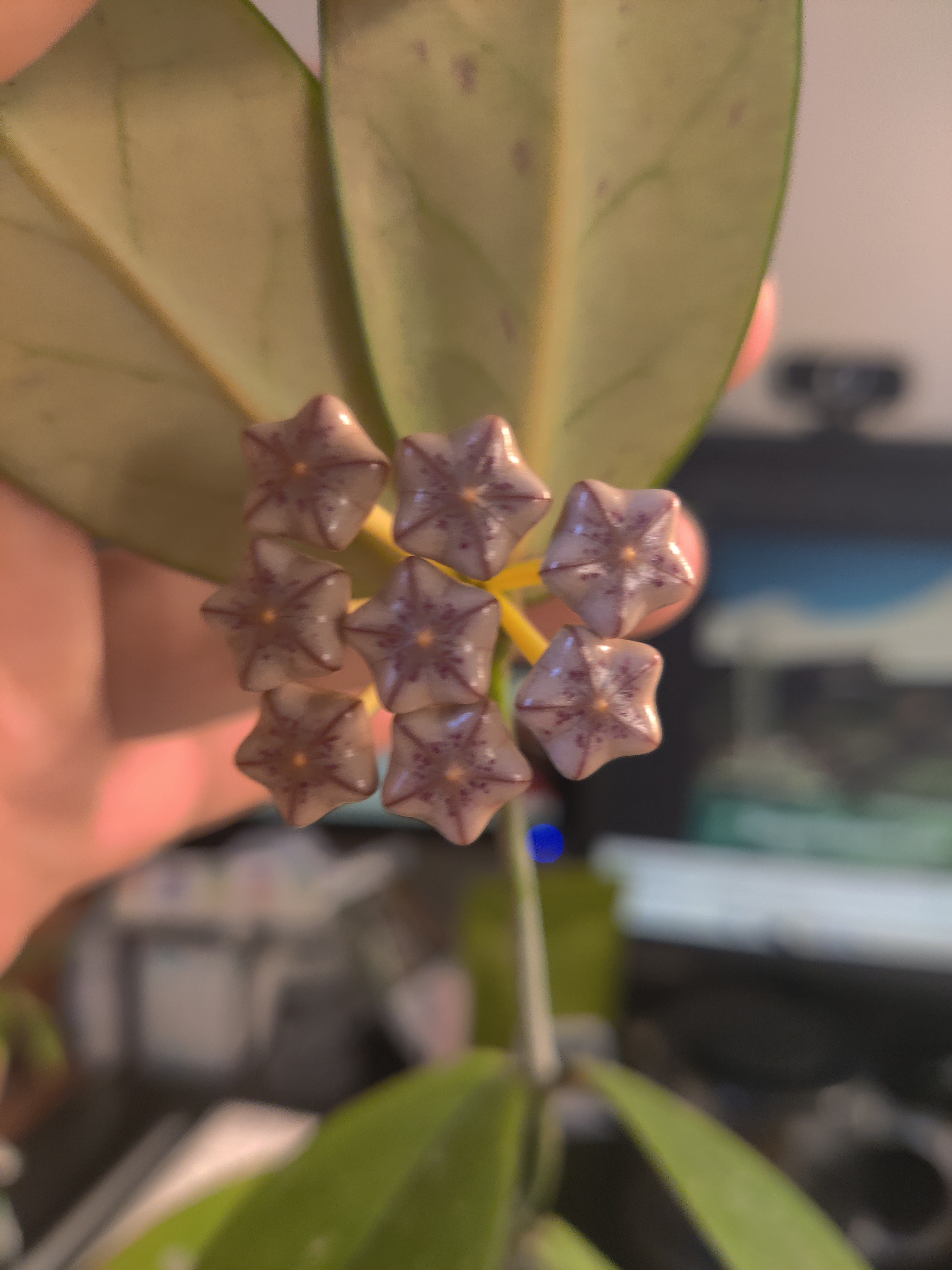 Salaciously Sketchy Science: Hand Pollination of Hoya Blooms – Abstract ED
