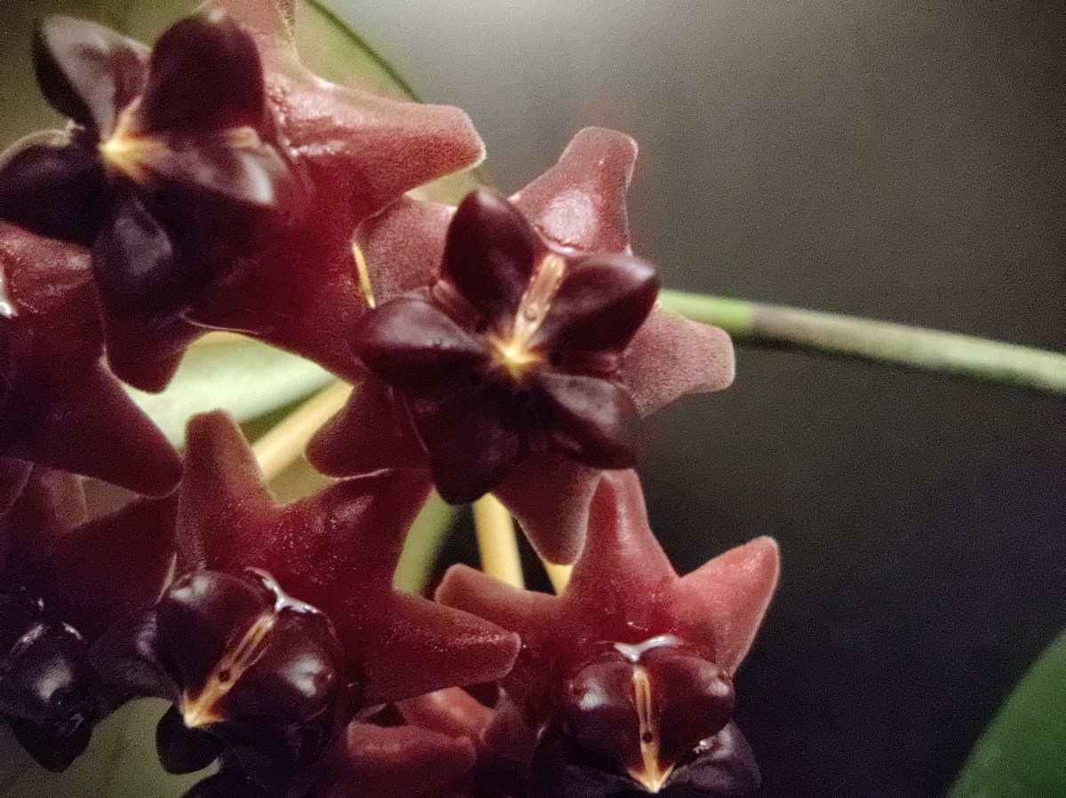 Salaciously Sketchy Science: Hand Pollination of Hoya Blooms – Abstract ED